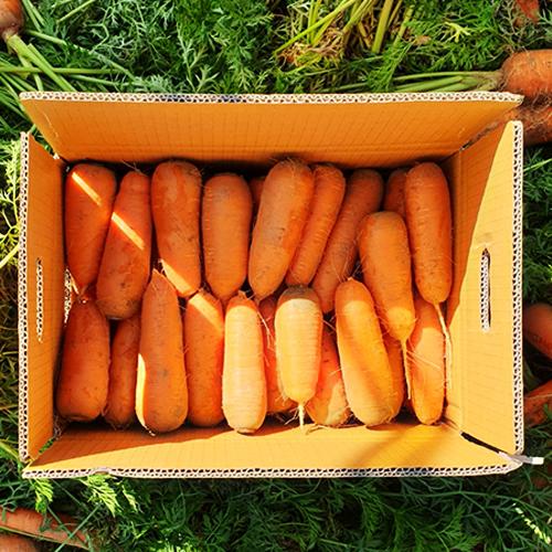 [GAP인증]영동 흙당근 10KG